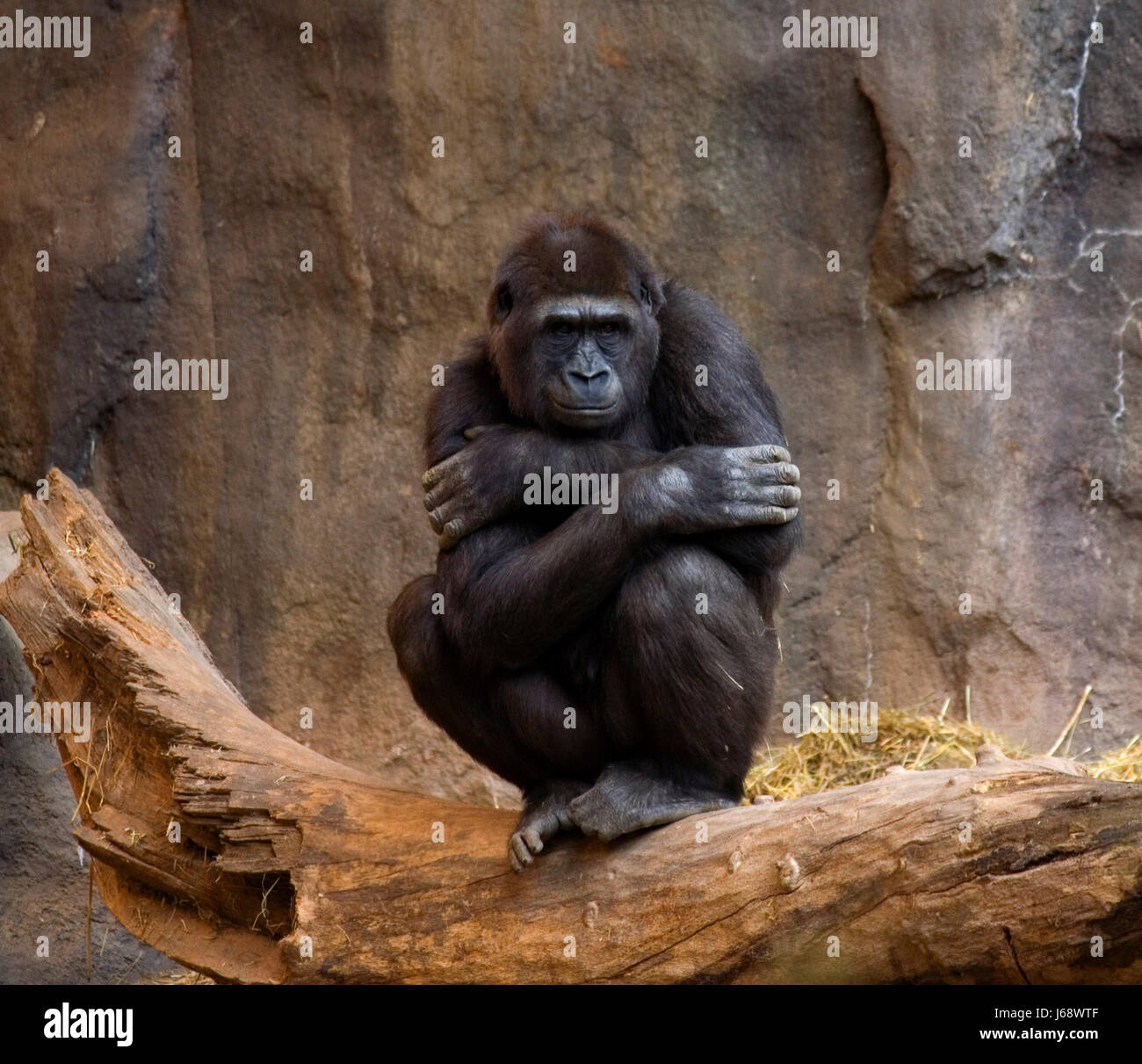 Ape gorilla watch zoo captivity mammal primate nature wildlife hi-res ...