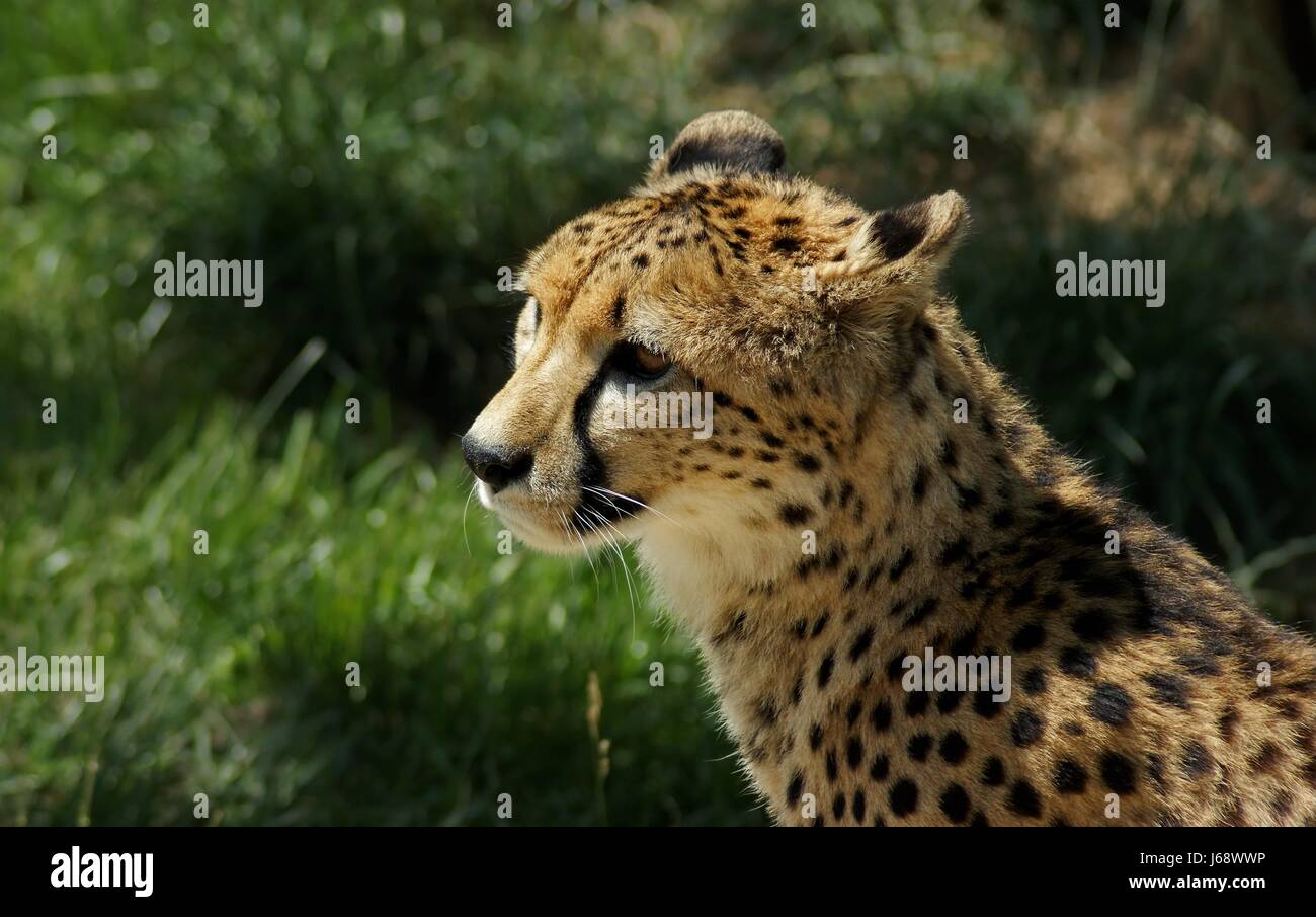 africa hunter big cat feline predator predator cat cheetah spotted ...