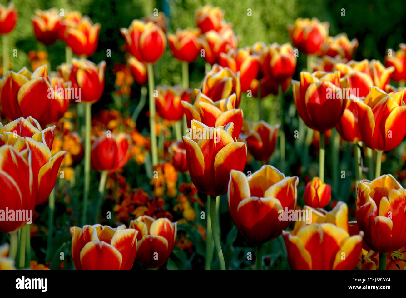 shine shines bright lucent light serene luminous flower plant bloom ...