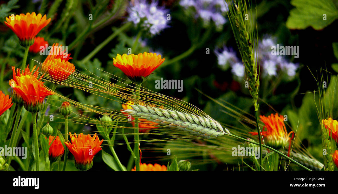 field flower flowers plant barley plant field flower flowers barley ...