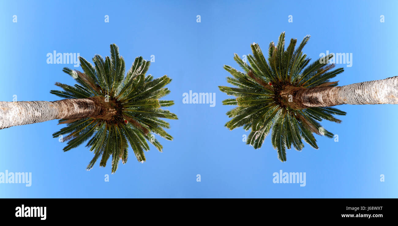 worms eye blue tree palms palm tree under firmament sky palmtrees two ...