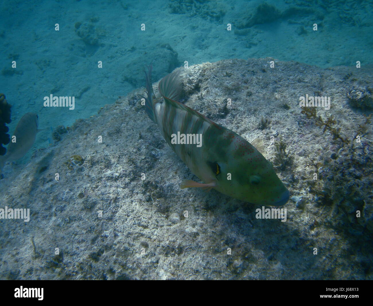 animals fish harsh food aliment wild animals fish underwater dive ...