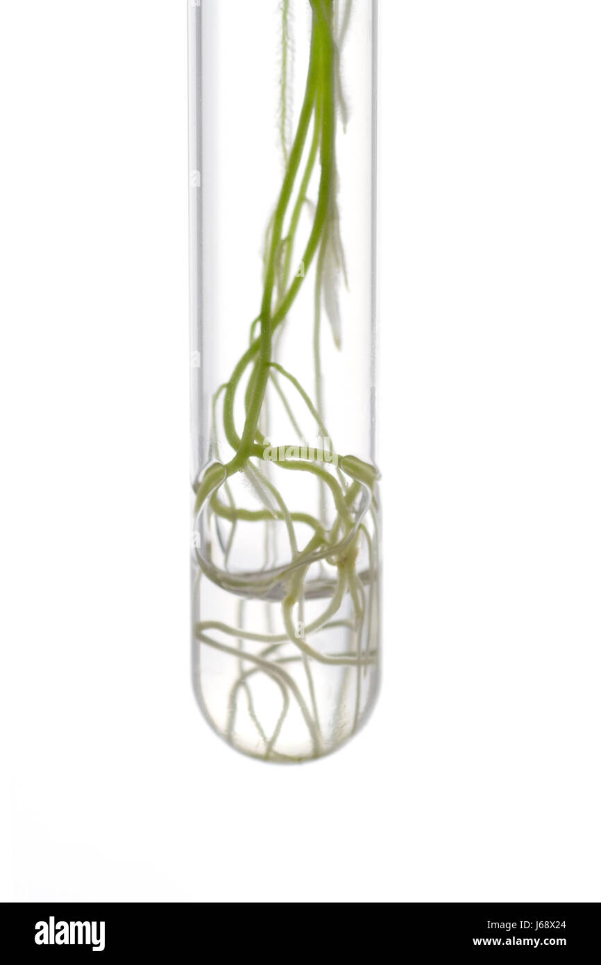 root in a test tube Stock Photo - Alamy