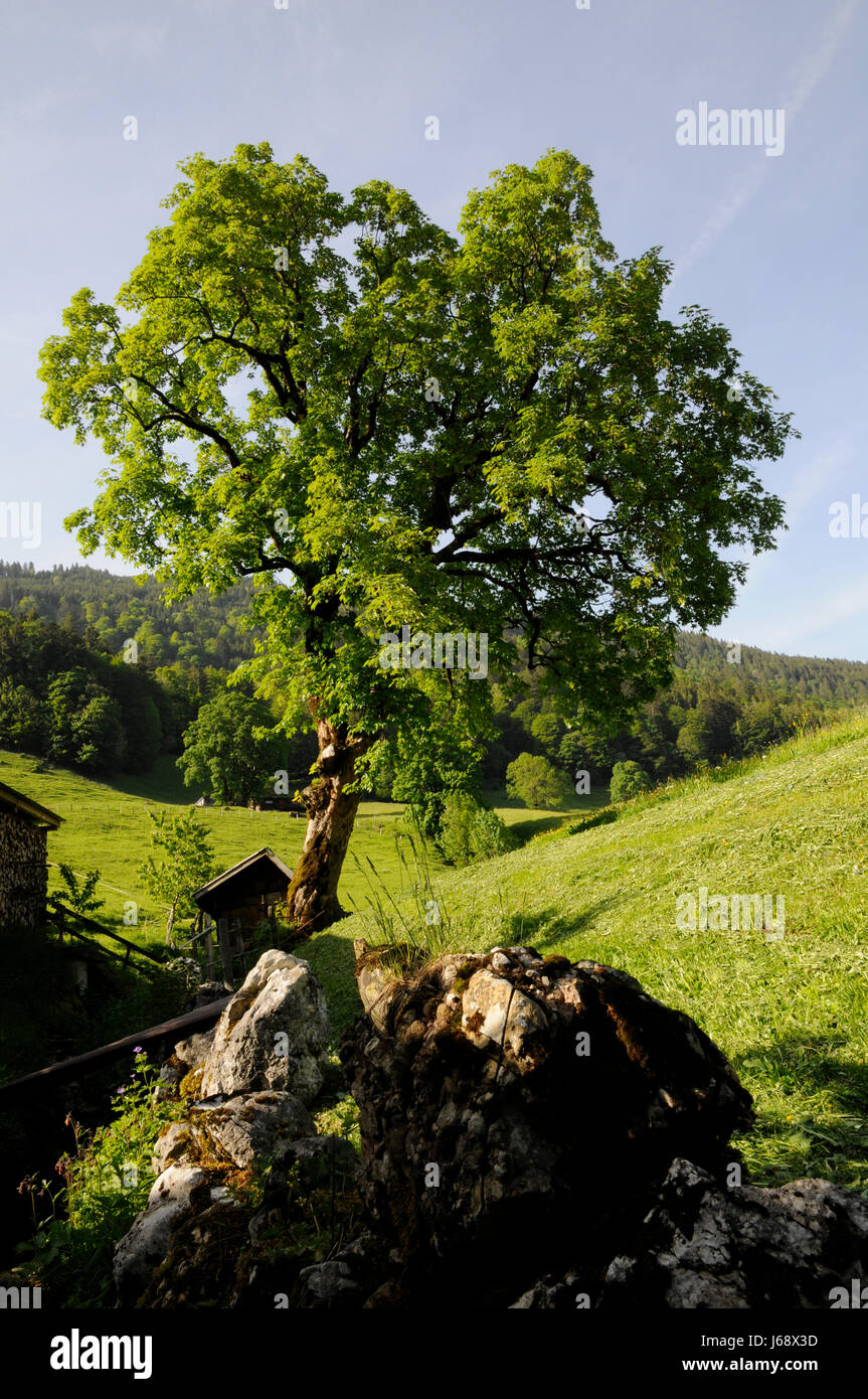 tree valley maple mountains alps spring alp scenery countryside nature ...