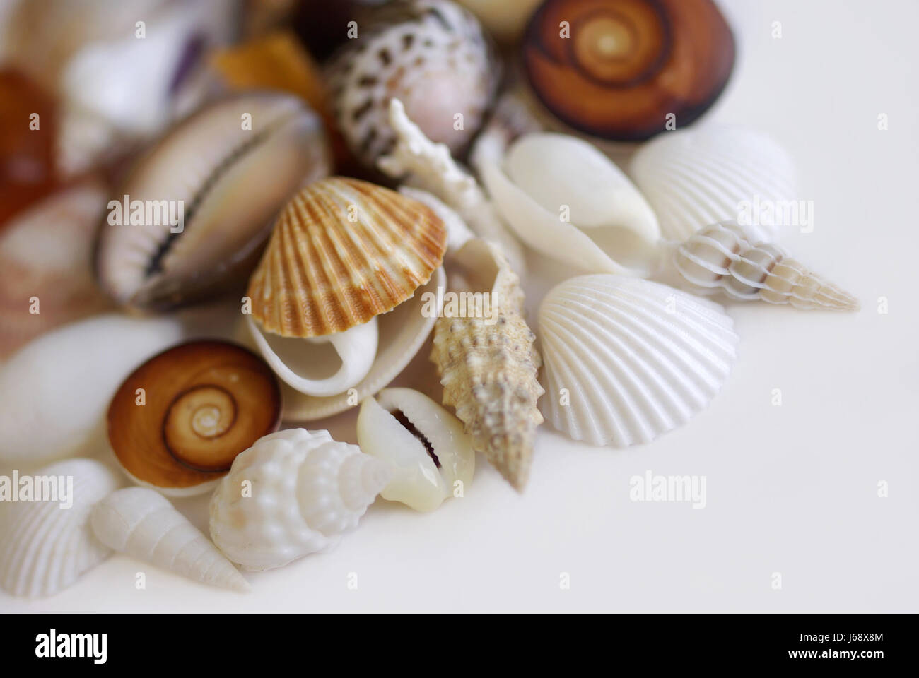 shell contrasts snail shell shell midden cockle calcifications shells ...