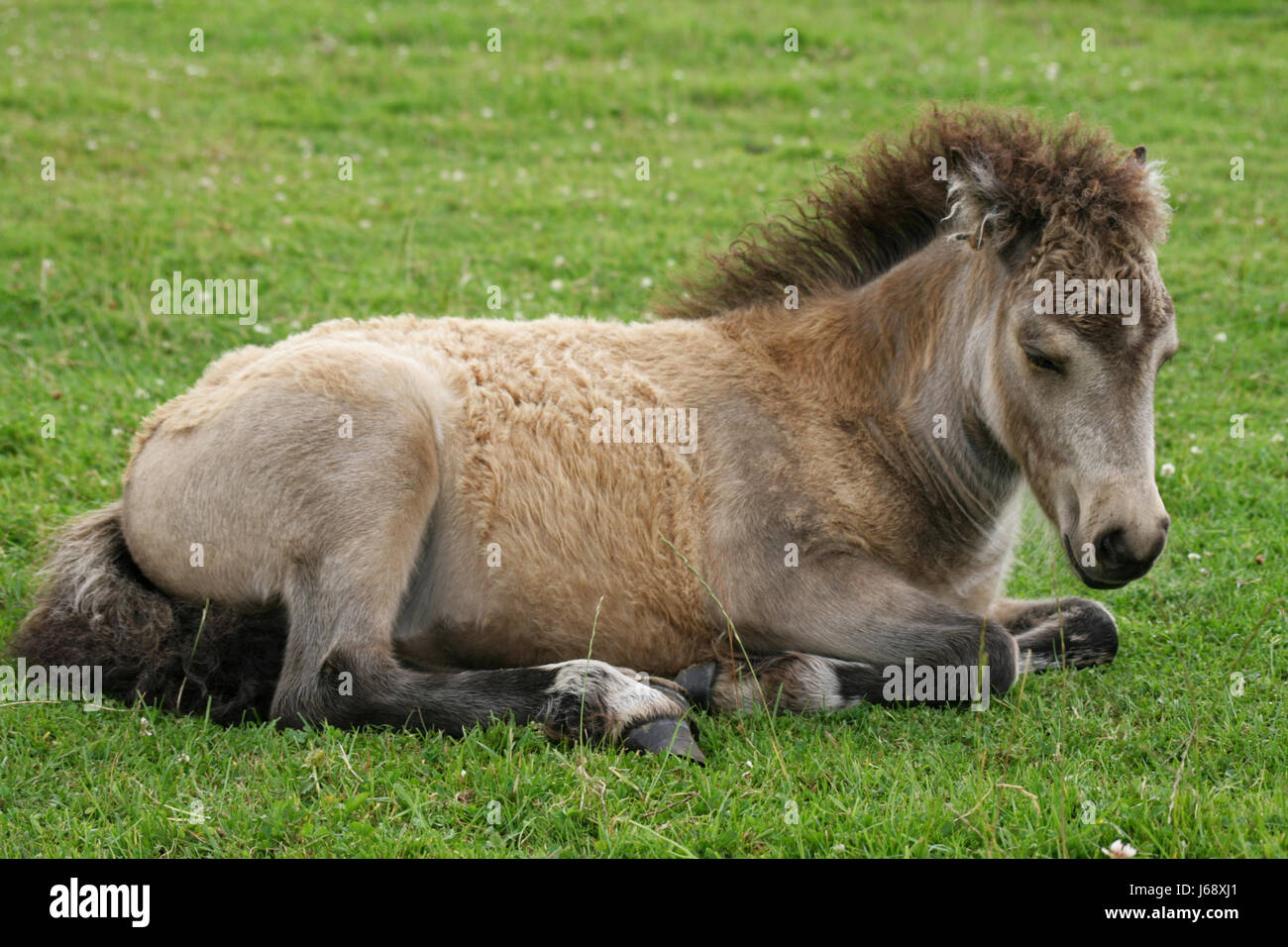 lying shetty foal Stock Photo - Alamy