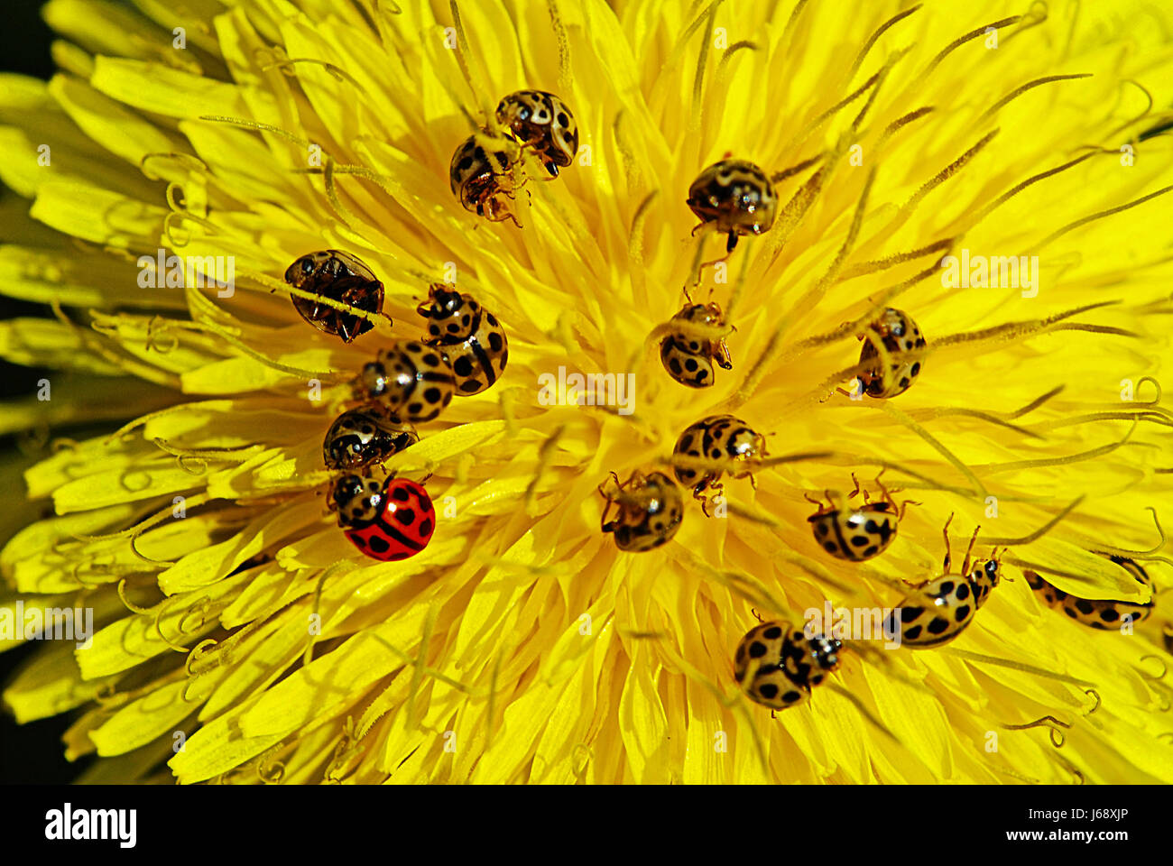 macro close-up macro admission close up view insect beetle dandelion ...