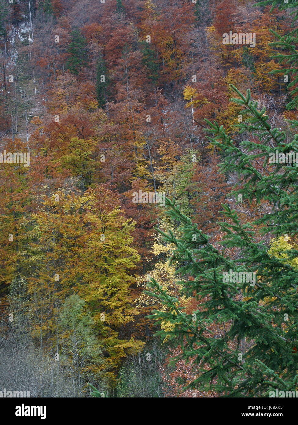 coloured colourful gorgeous multifarious richly coloured forest fall ...