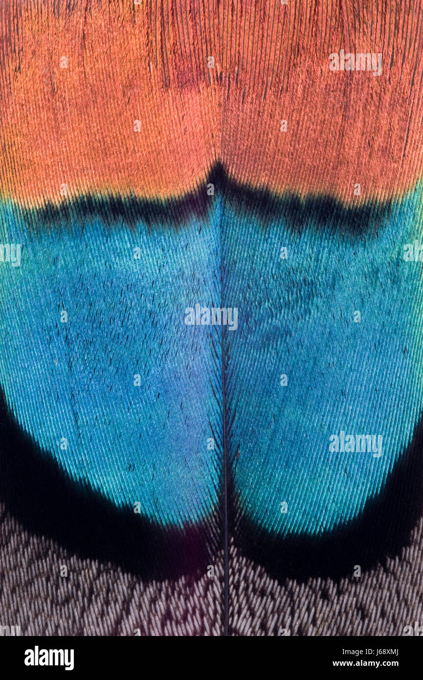 surface colour feather shapes shape colors colours backdrop background ...