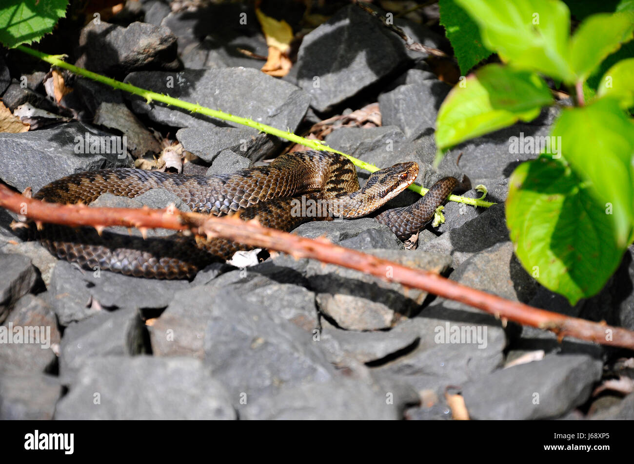 viper - vipera berus Stock Photo - Alamy