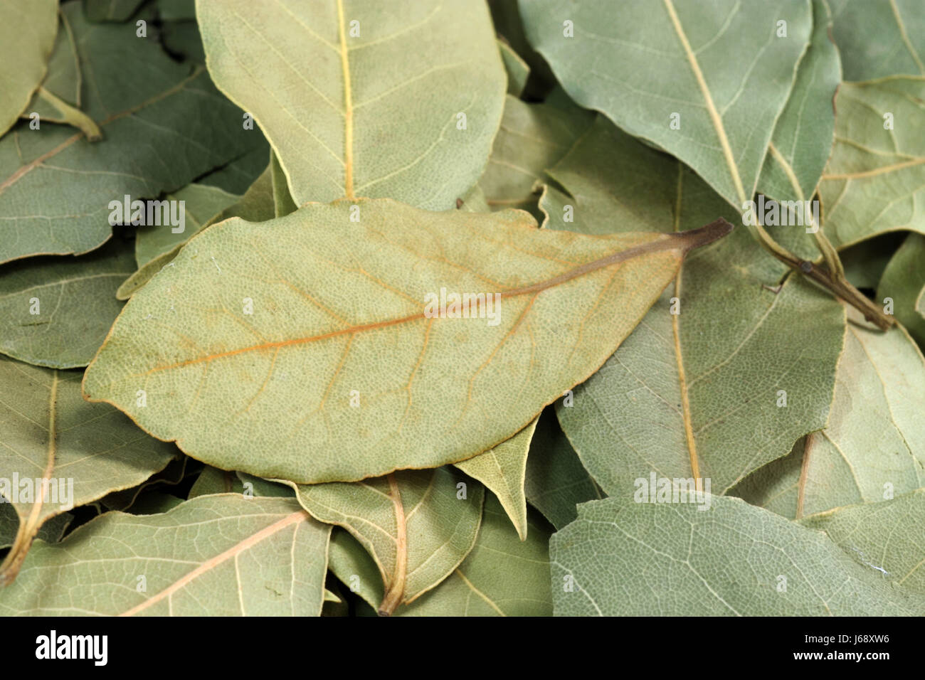 spice laurel bay leaves spice dried laurel vegetable bay leaves ...