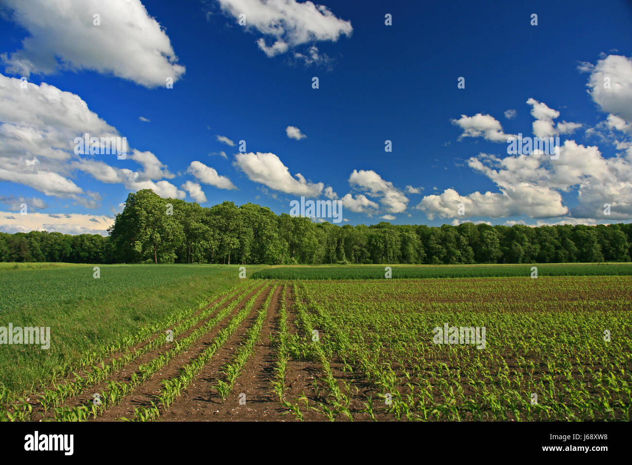 tree agriculture farming row cultivation cornfield firmament sky forest ...