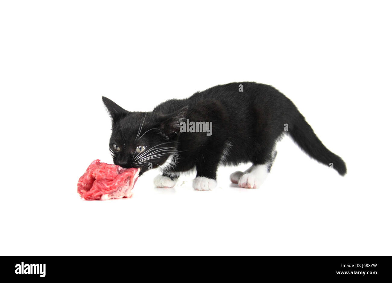 Drag cat Cut Out Stock Images & Pictures - Alamy