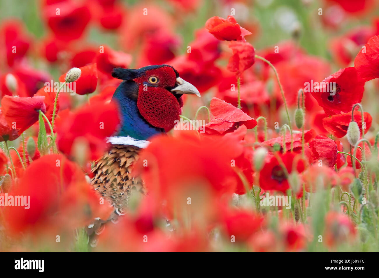 flower plant poppy pheasant hunting chase red nature flower plant bloom ...