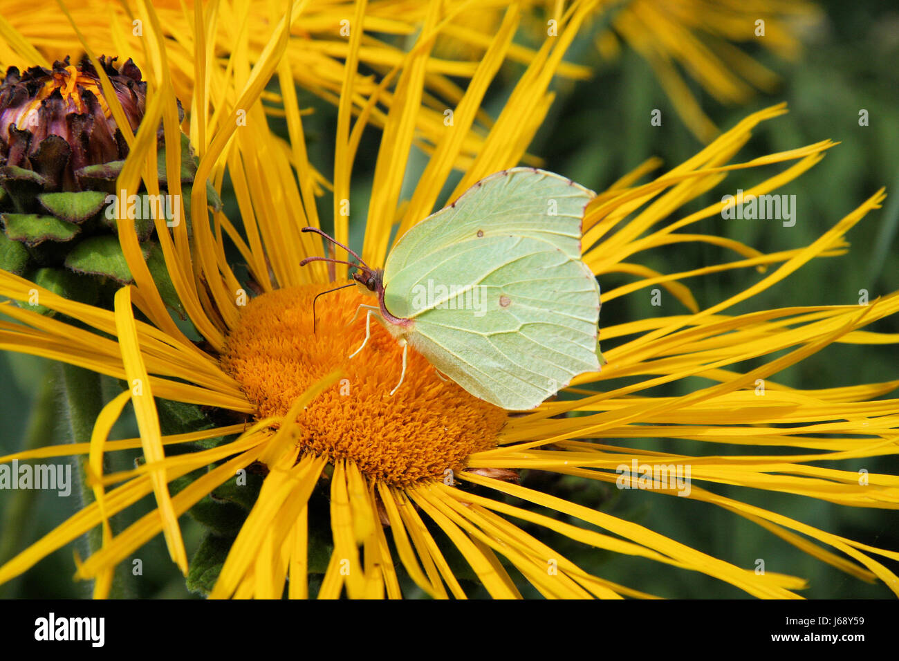 butterfly brimstone butterfly nature orange flower plant butterfly ...