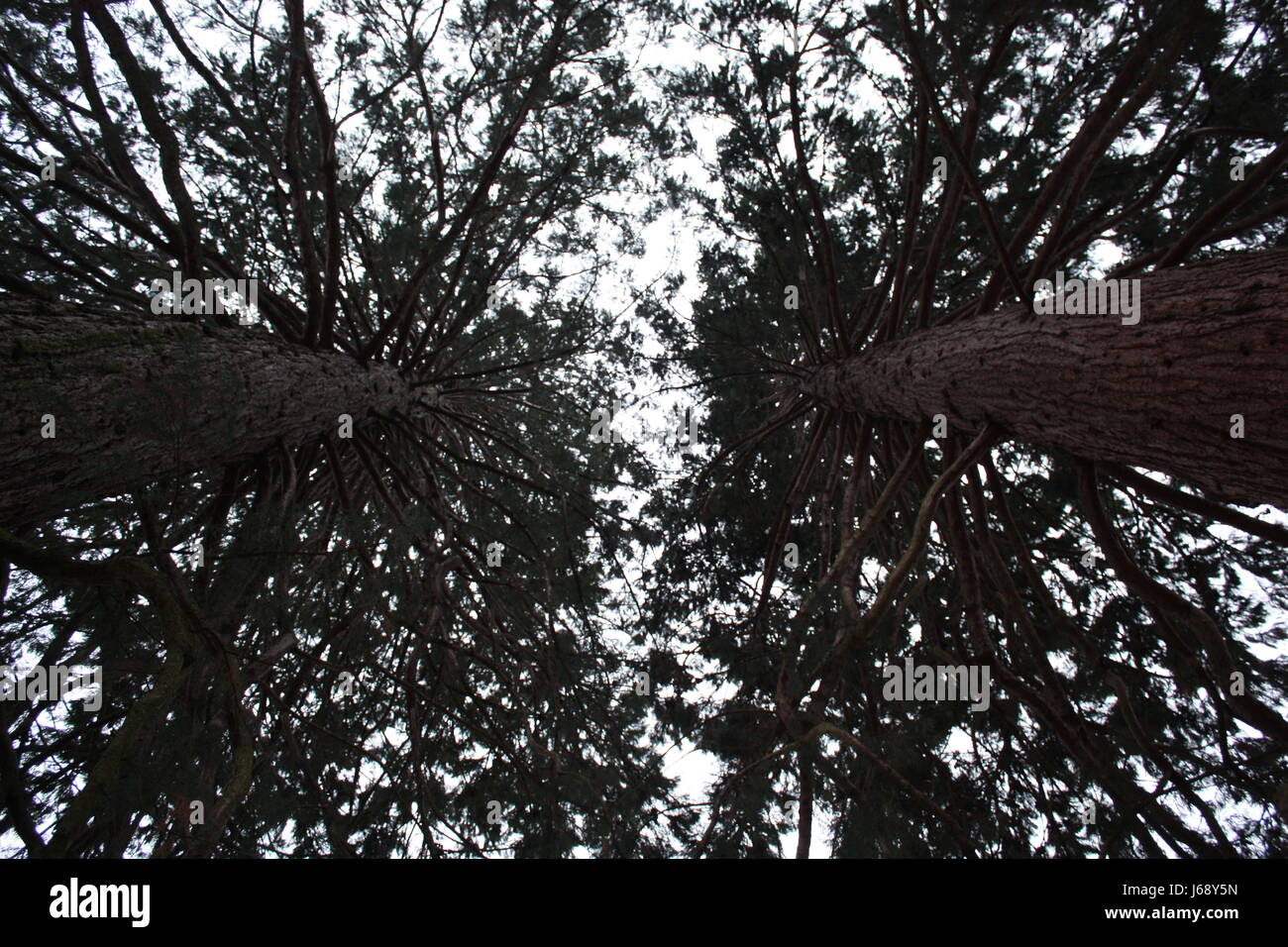 tree trees grow high pressure area environment enviroment tree trees ...