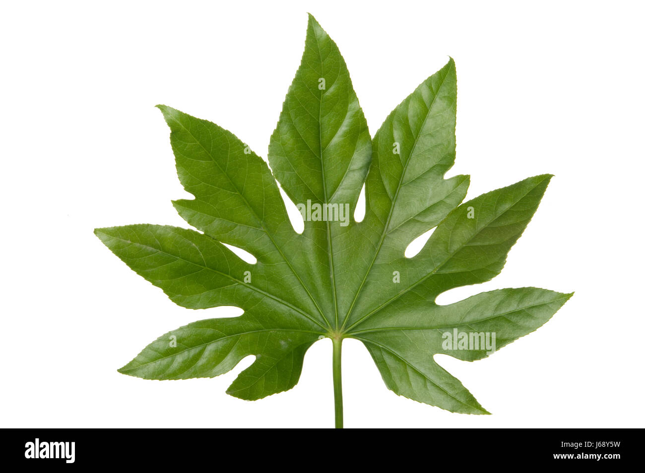 leaf wellness plant nature leaf green wellness shape plant sheet ...