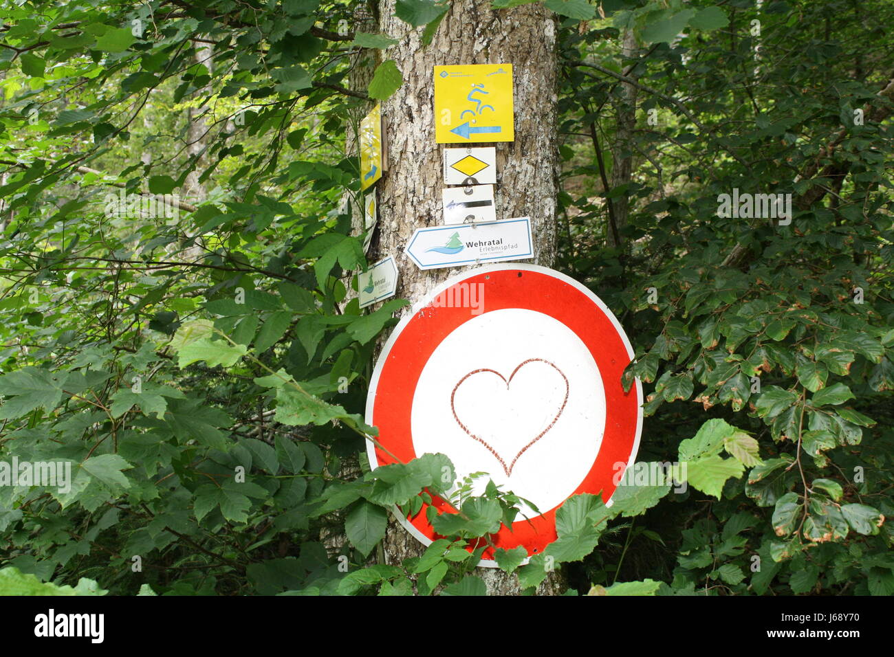 sign signal tree traffic sign signpost sign signal tree black forest ...