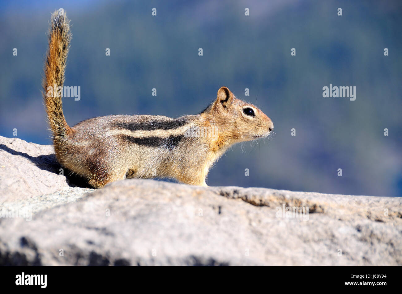 chipmunk shows what it has Stock Photo - Alamy