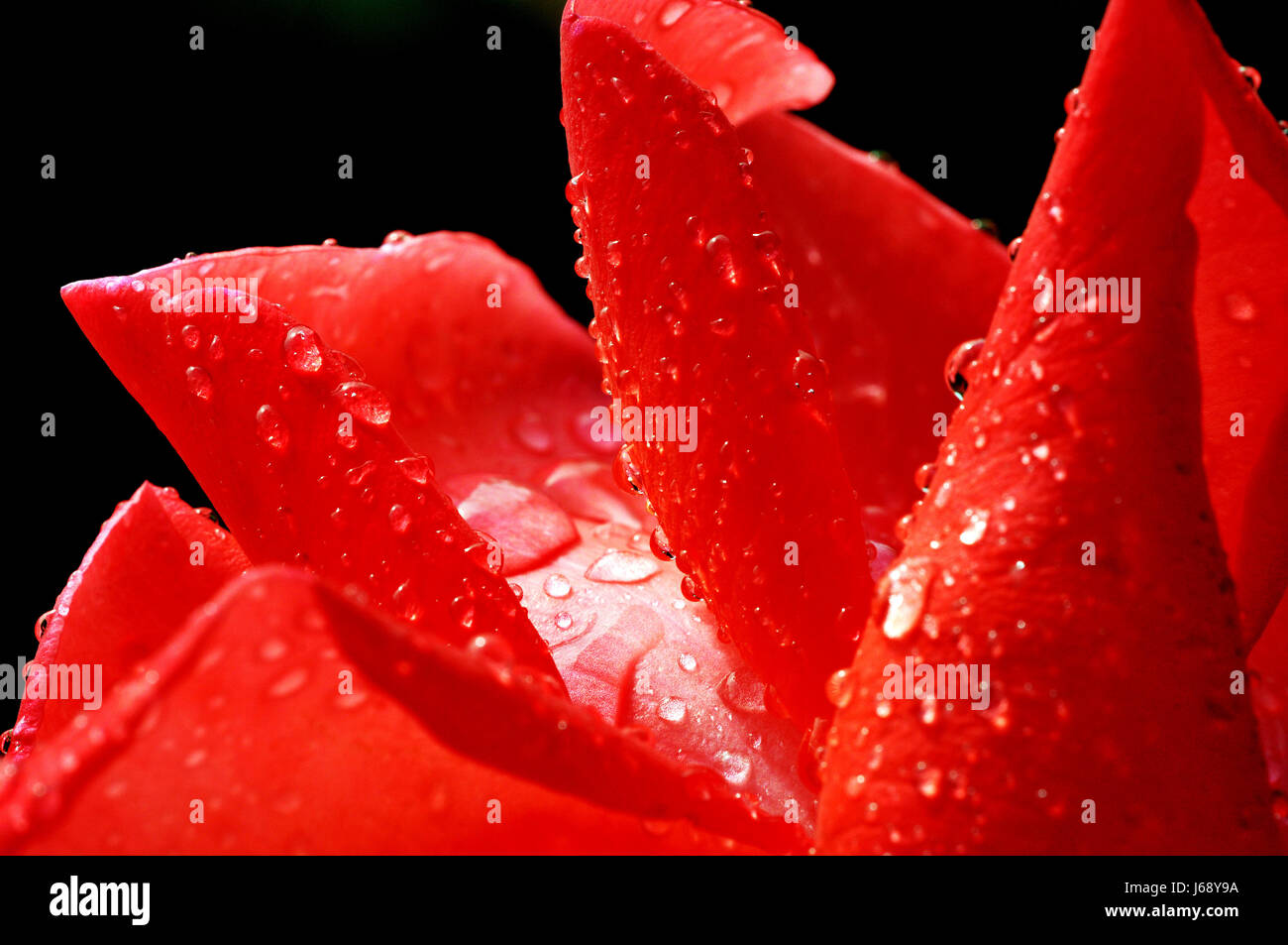 flower rose plant raindrop petals drop drip drops seeping sopping drips ...