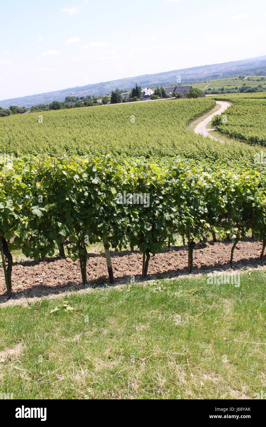agriculture farming vineyards cultivation of wine vineyard common grape ...
