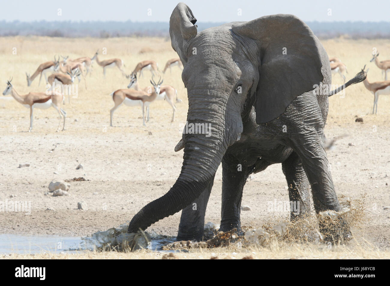 national park elephant namibia national park elephant namibia proboscis ...