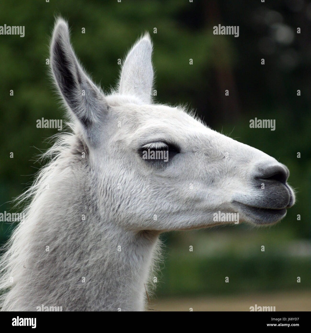 horse animals blank european caucasian mammals wildlife park llama ...