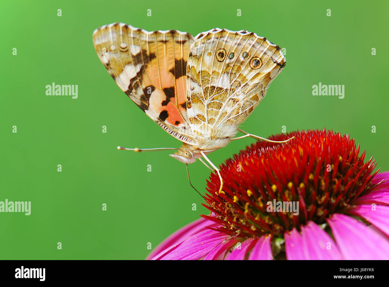 painted lady - vanessa cardui Stock Photo - Alamy