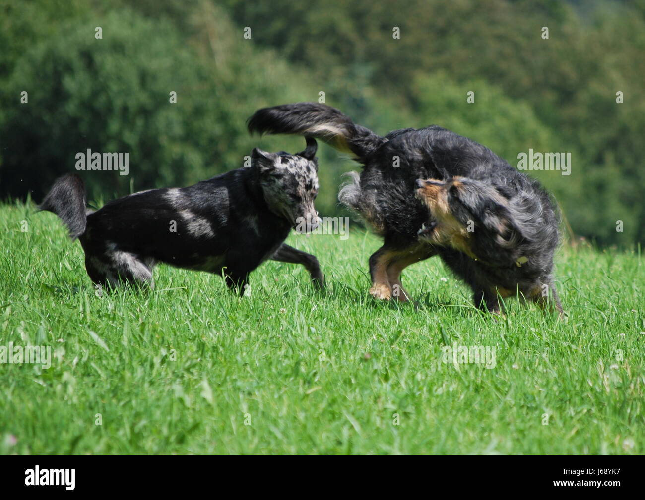 dog dogs outdoor labrador dog dogs outdoor labrador aggresiv aggresion ...