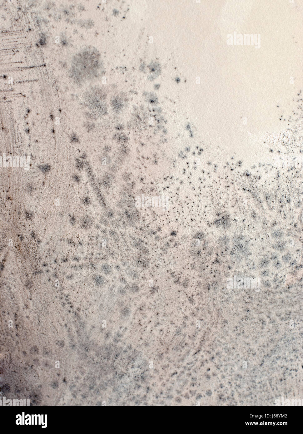 Decay rot fungus hi-res stock photography and images - Alamy