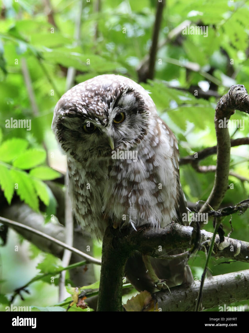codger eyes raptor rare claws owl codger raufukauz baumhhle raufukauz ...