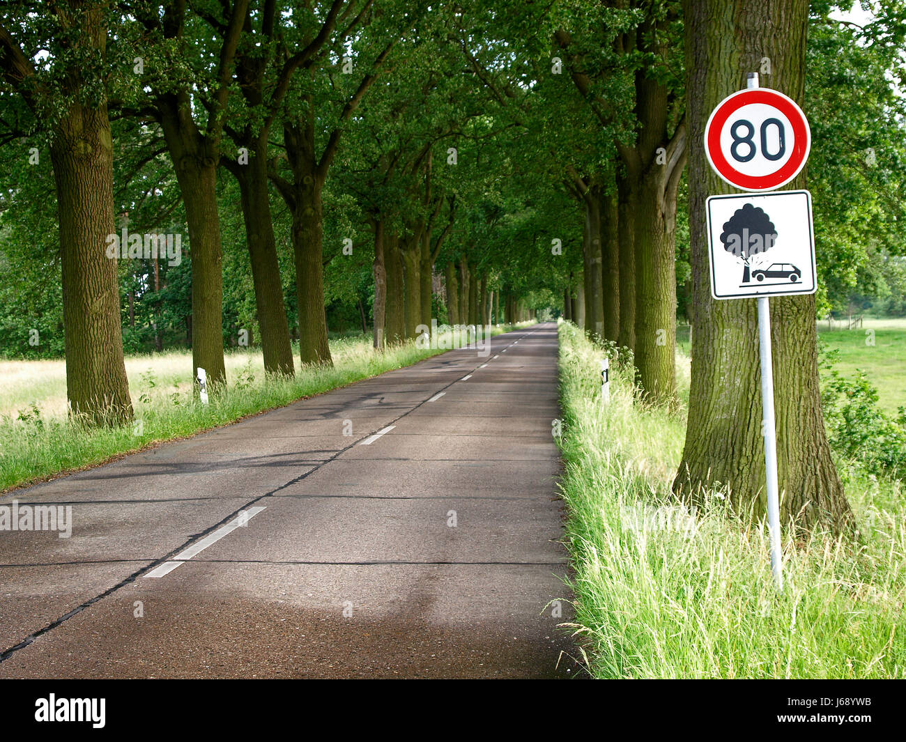 traffic transportation avenue warning street road tree trees traffic ...