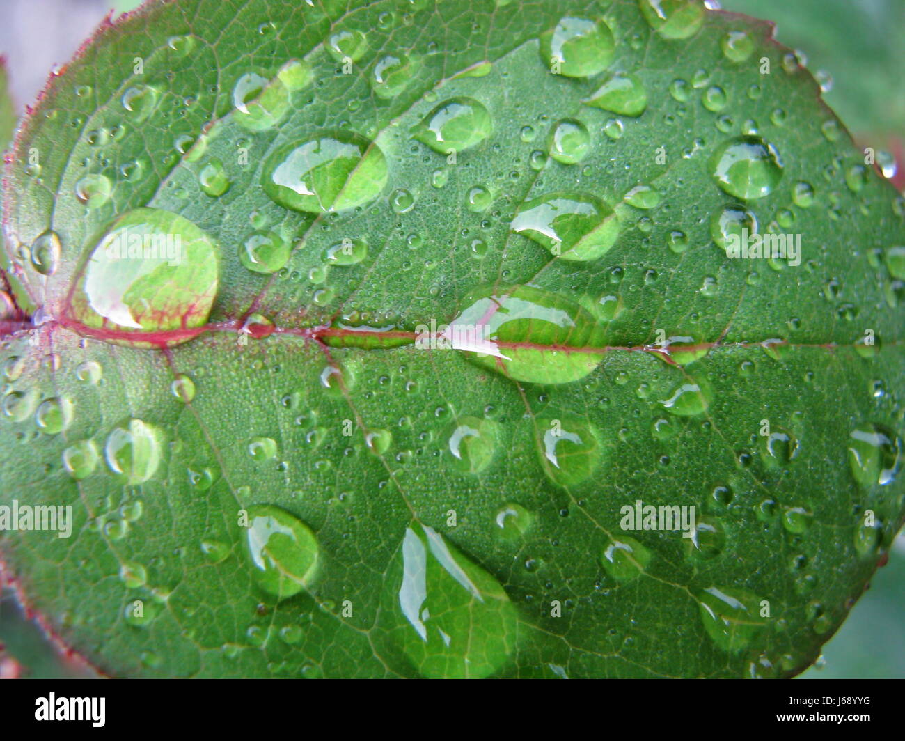 leaf flower rose plant green raindrop rose petal water drop drip drops ...