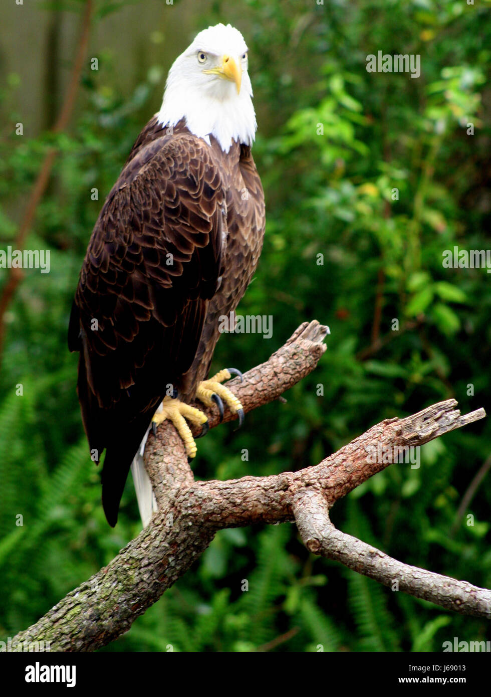 bird eagle alert american beak beautiful beauty bird brown dangerous ...
