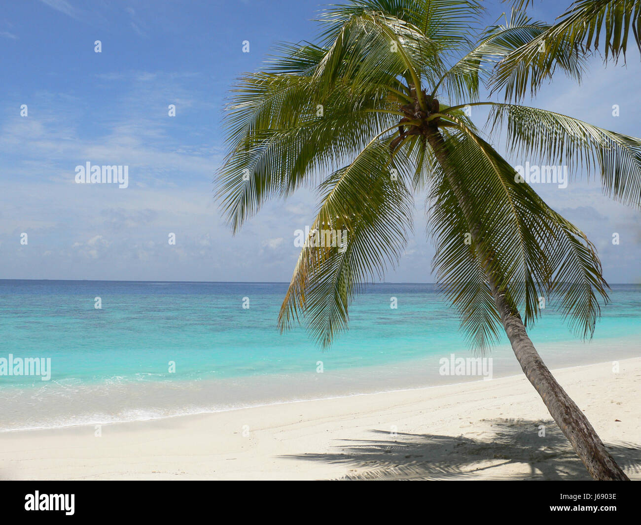 beach seaside the beach seashore maldives palm tree tropical salt water ...