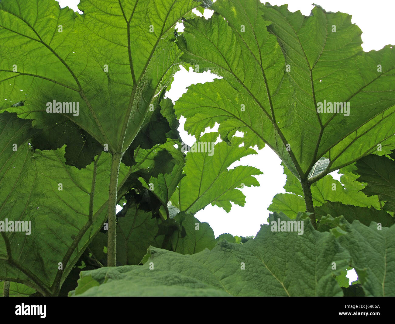 Mammut hi-res stock photography and images - Alamy