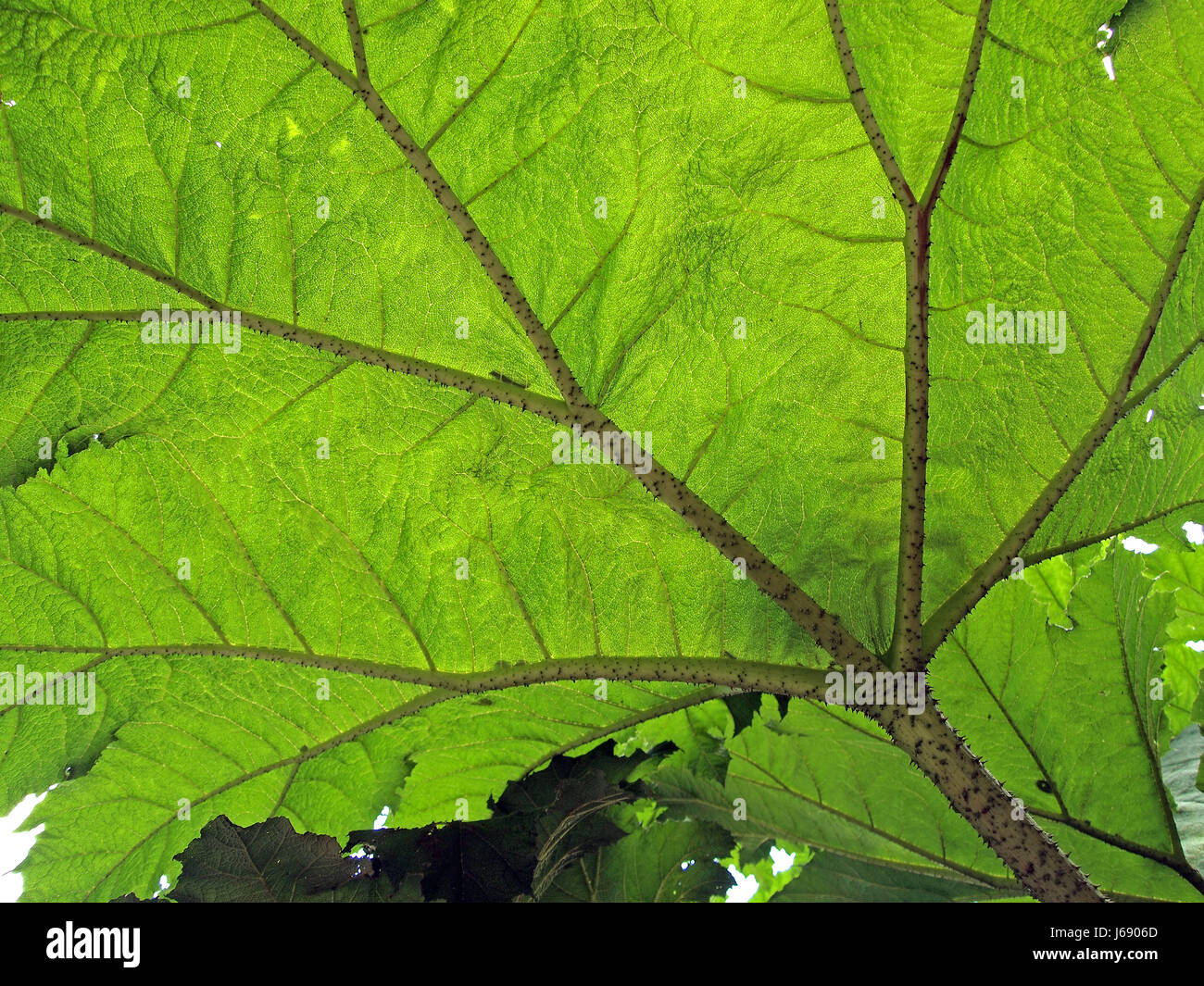 Mammut hi-res stock photography and images - Alamy