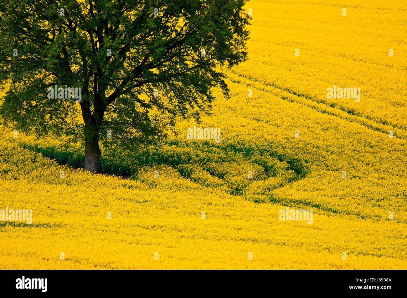 tree in rape field Stock Photo - Alamy