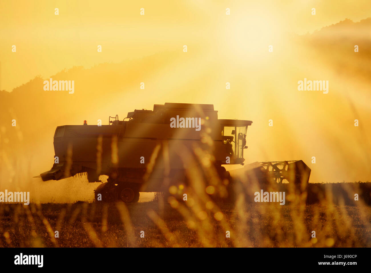 sunset agriculture farming summer summerly corn field combine harvester ...