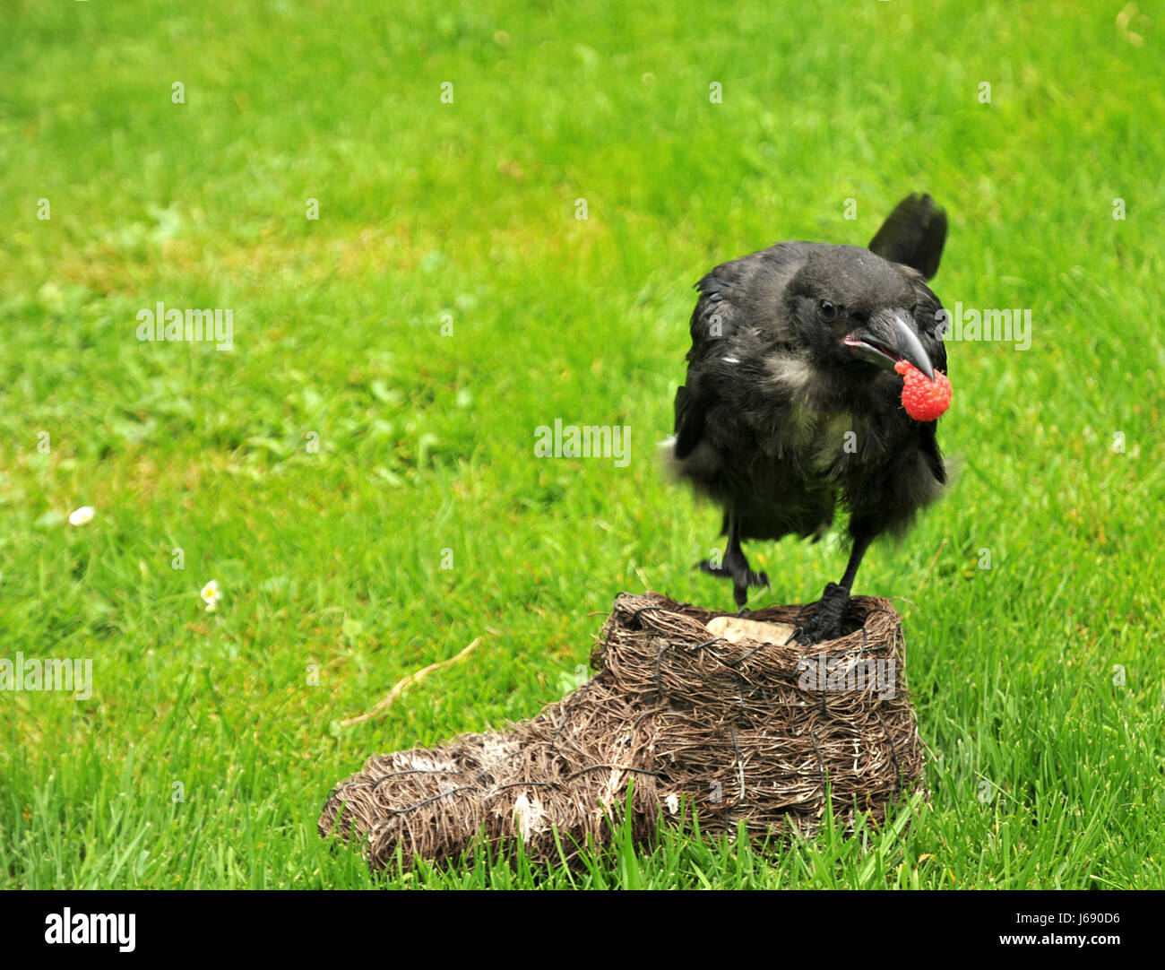 crow daw raspberry raven squabs park garden bird birds summer summerly ...