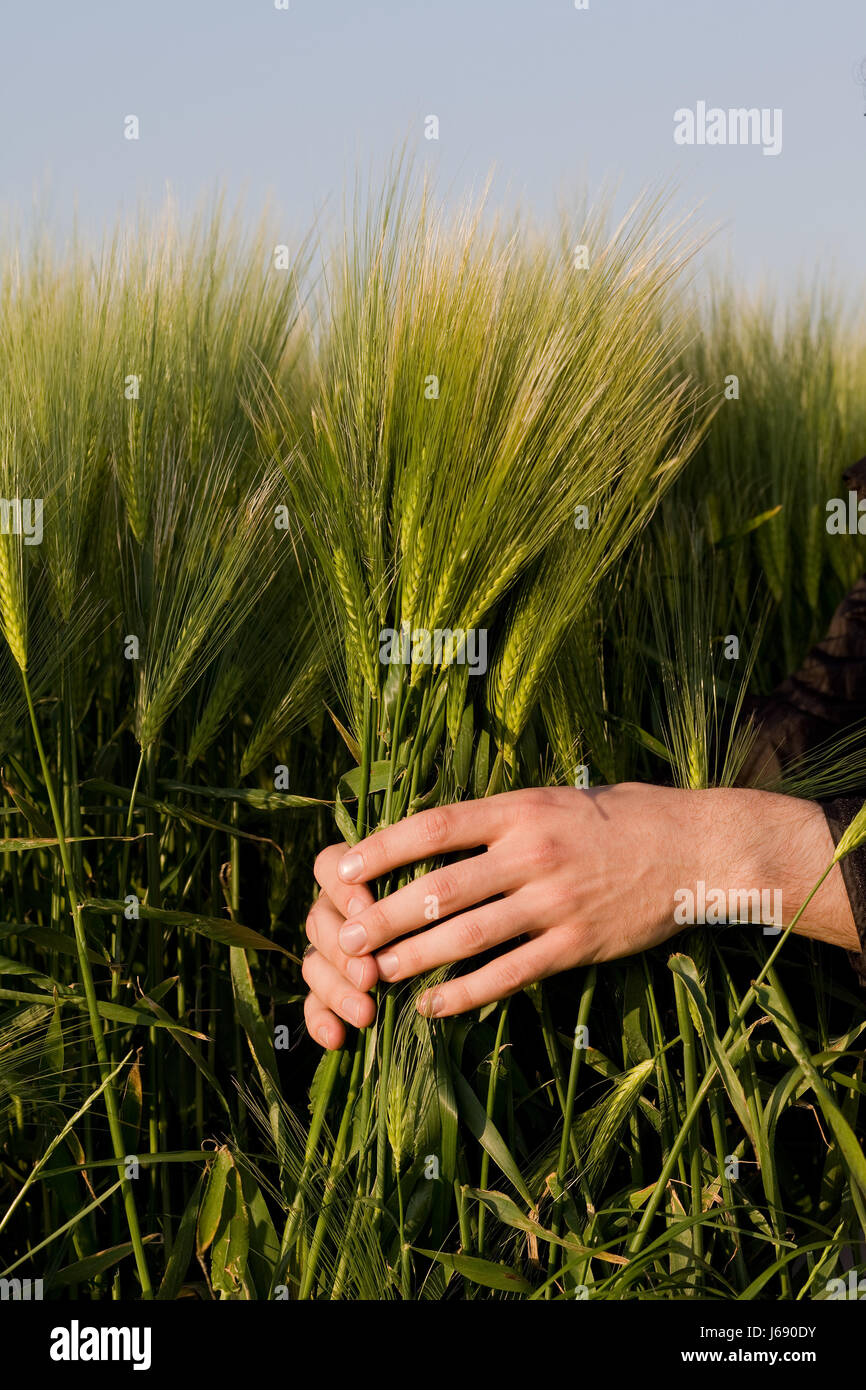 hand agriculture farming field grain barley harvest cereal food aliment ...