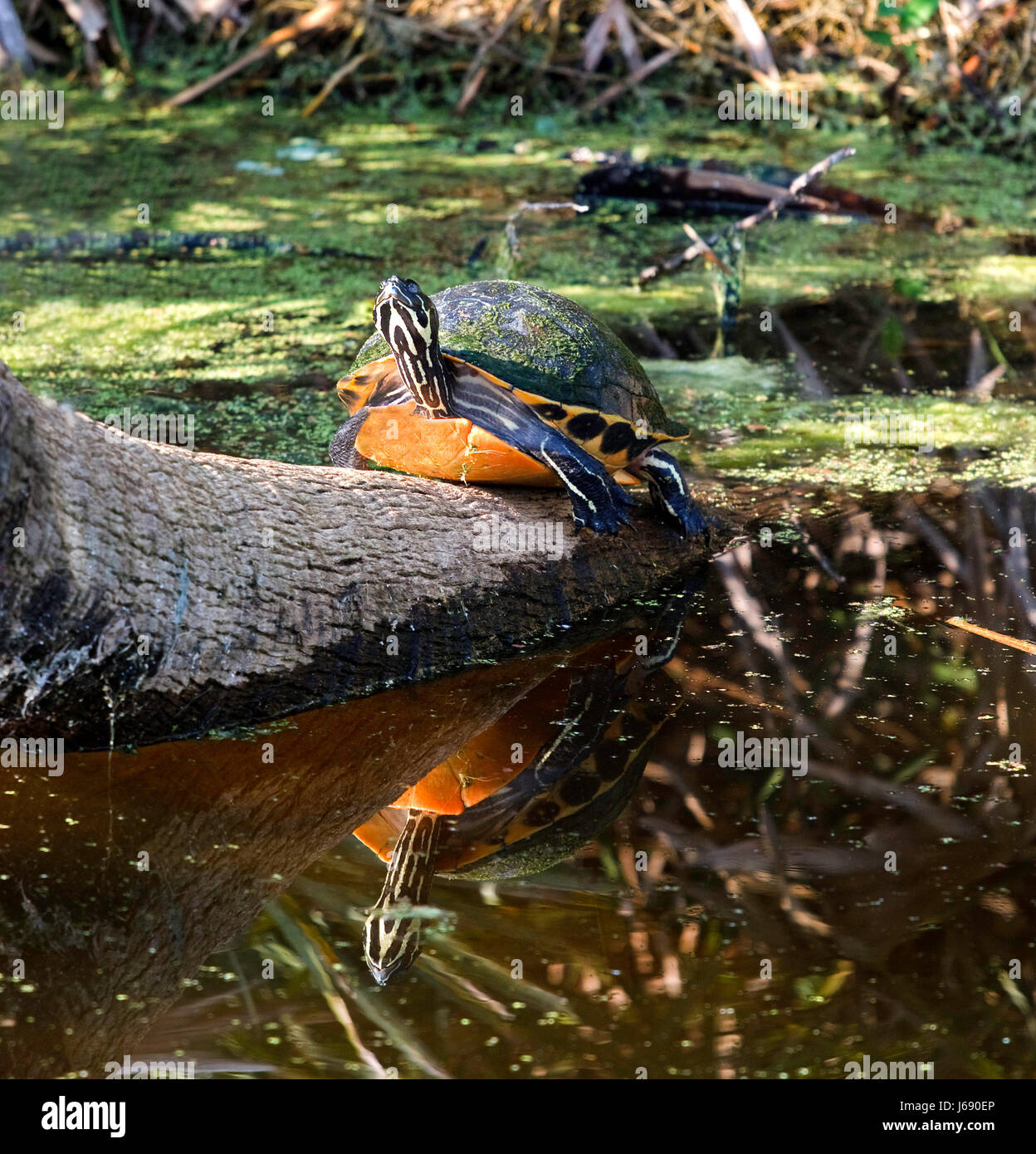 animal reptile amphibian creature wildlife turtle tortoise slow speed ...