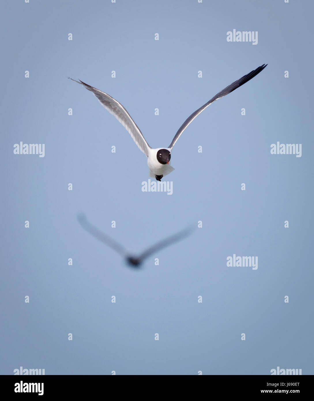 animal bird fauna gliding wings fly flies flys flying blue flight ...