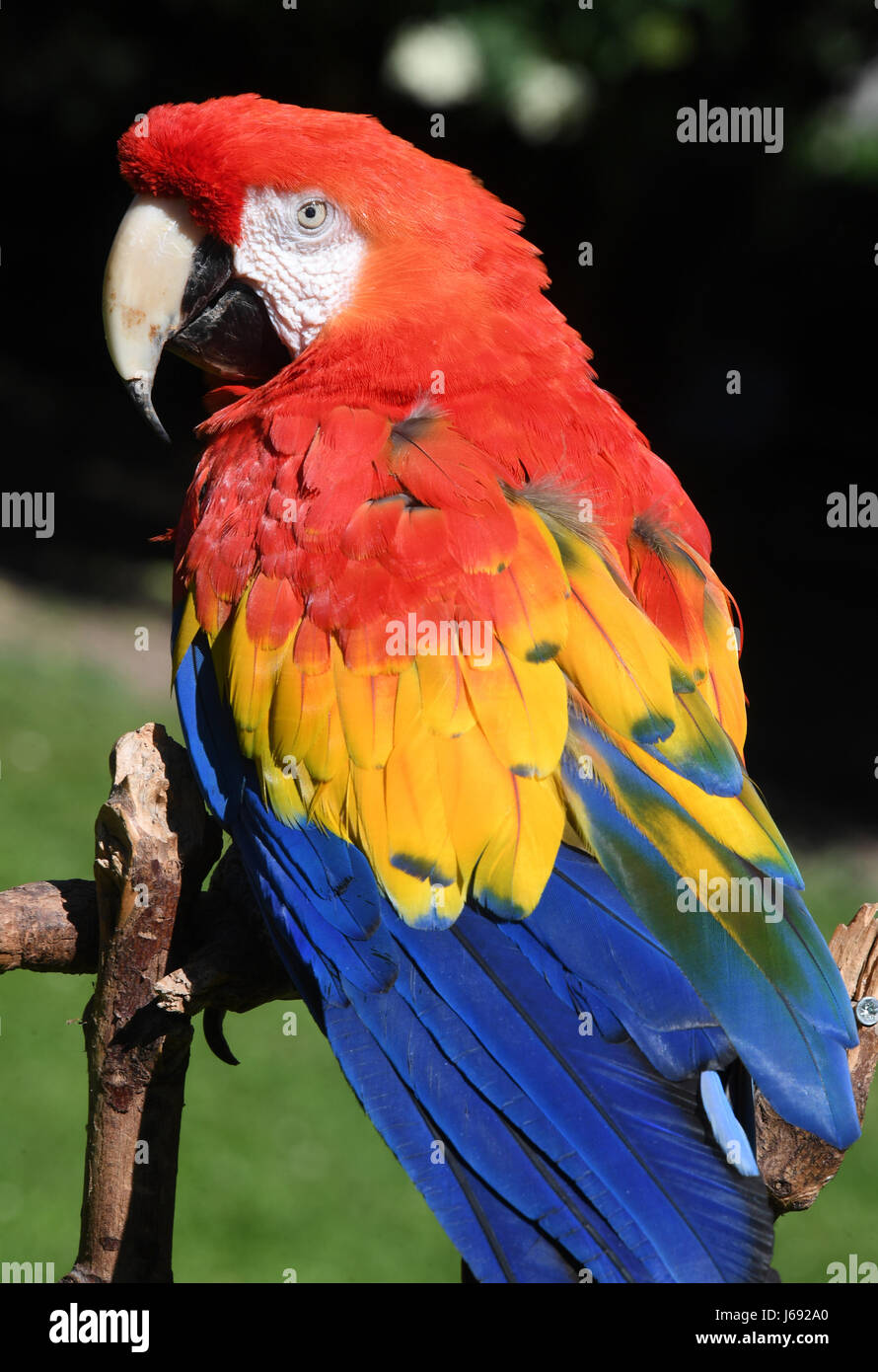 Karlsruhe, Germany. 17th May, 2017. The macaw whose stage name is ...