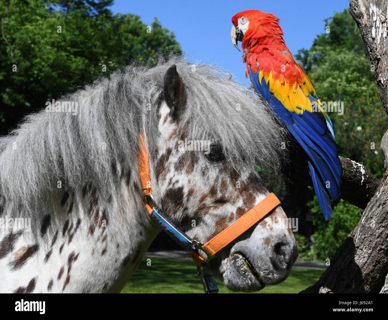 Karlsruhe, Germany. 17th May, 2017. The macaw whose stage name is ...