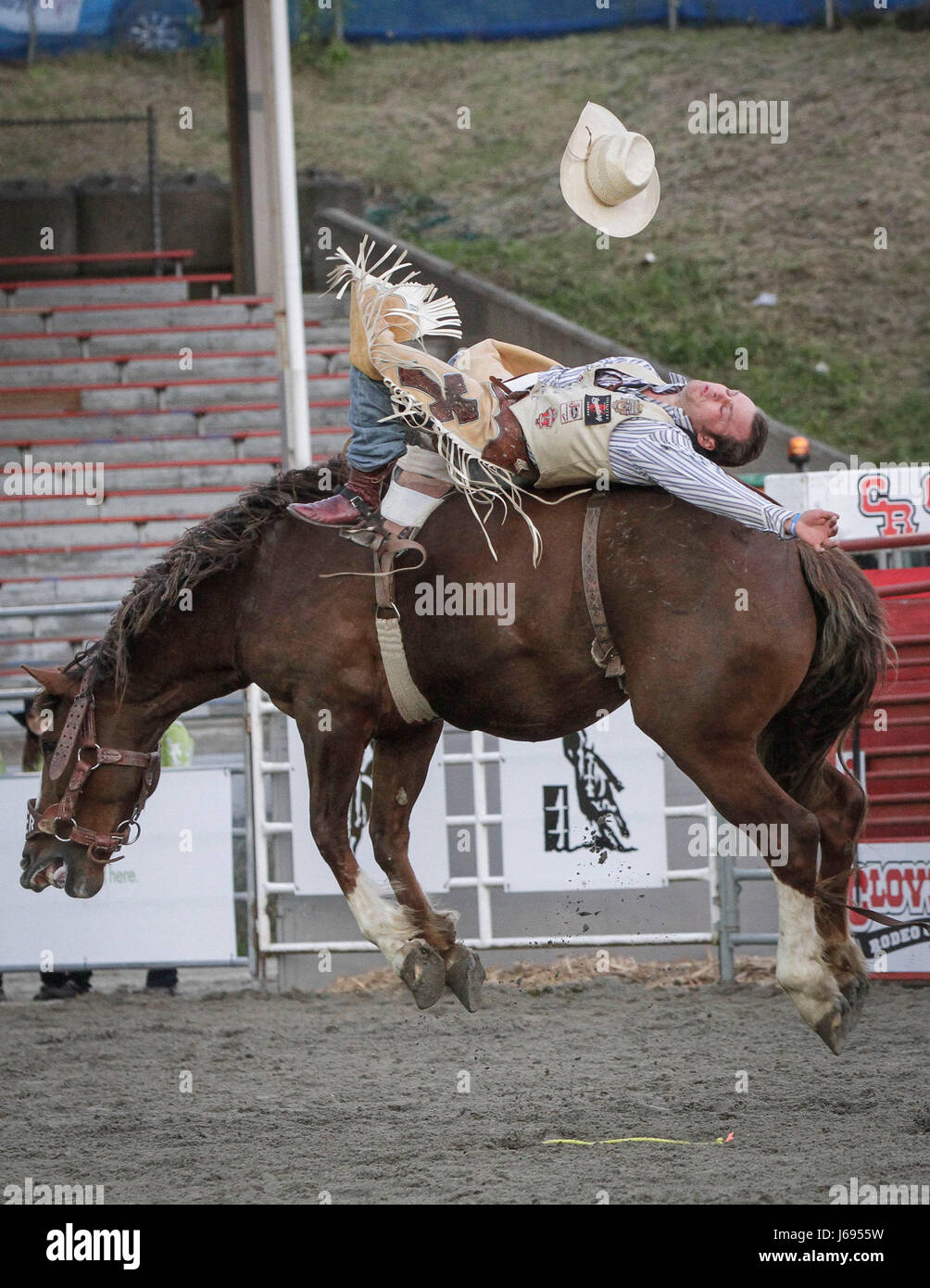 Vancouver. 19th May, 2017. A cowboy competes during the bareback riding ...