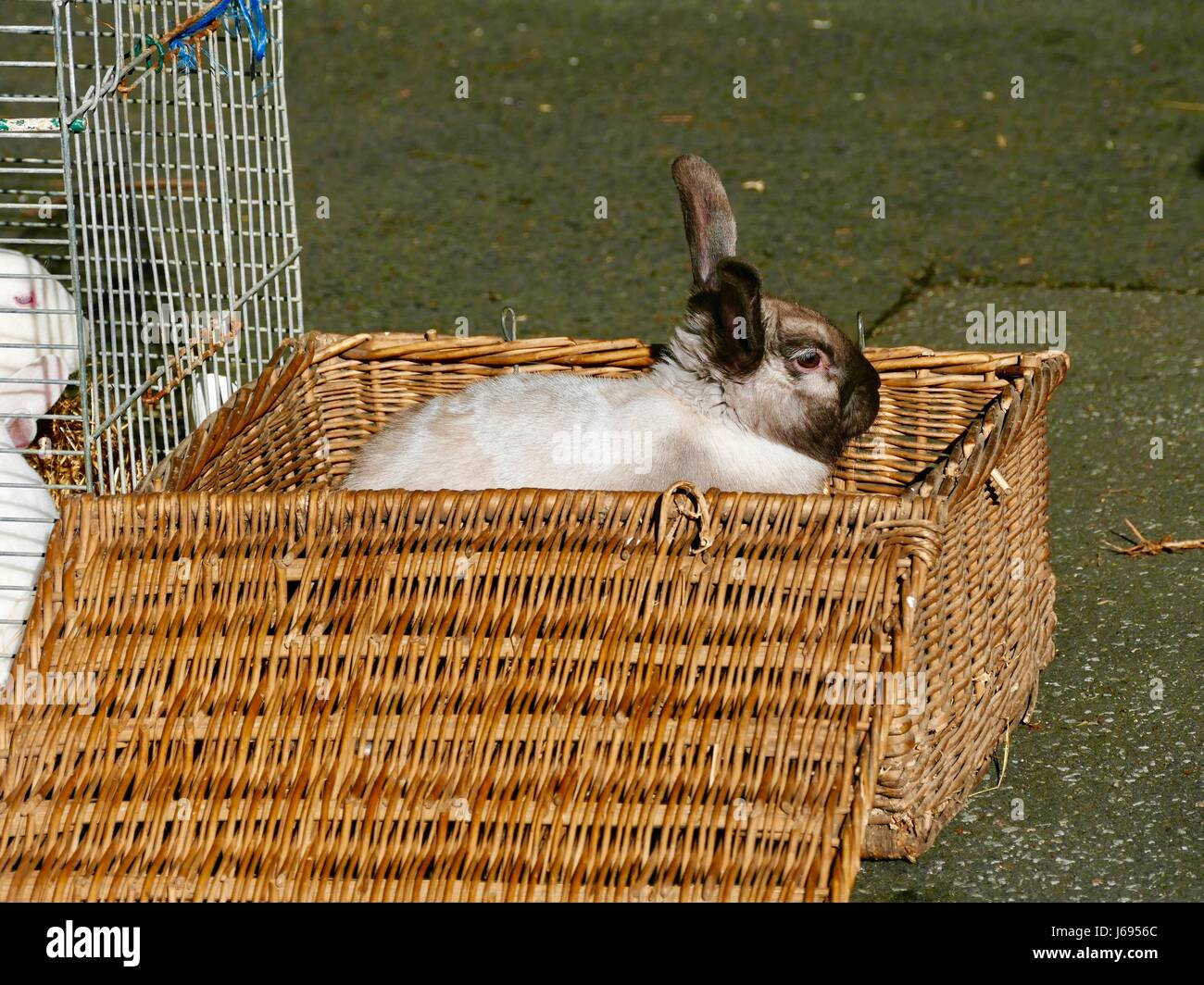 Thuringer rabbit hi-res stock photography and images - Alamy