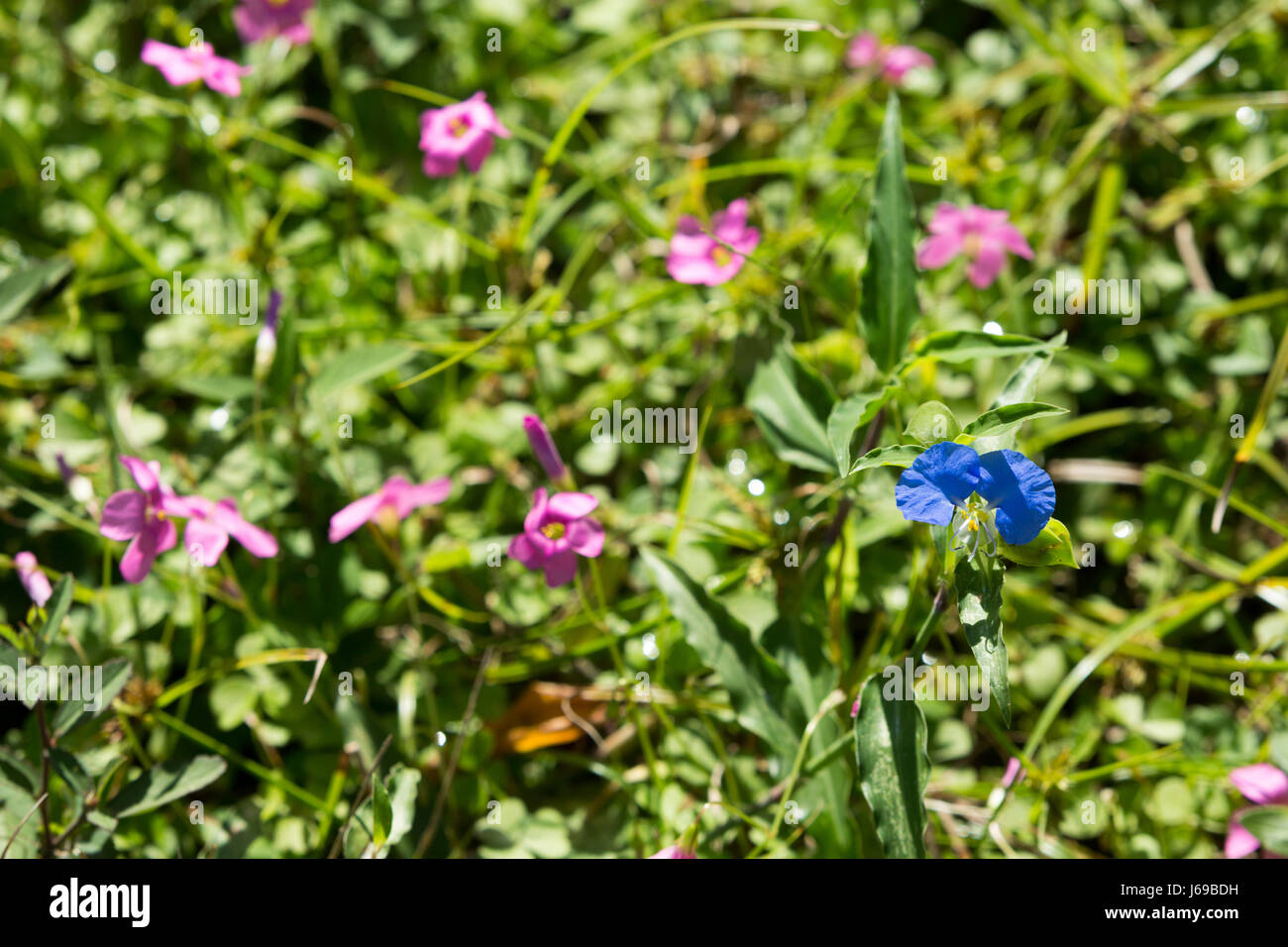 Asuncion, Paraguay. 20th May, 2017. Sunny morning in Asuncion as single ...