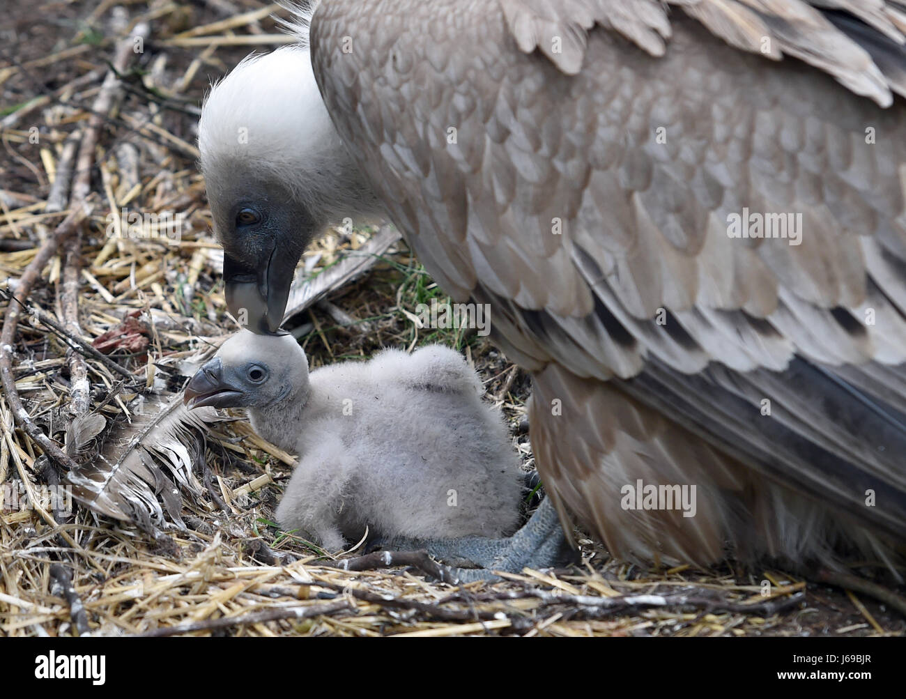 The female griffon vulture guards the chick in the zoo in Duisburg ...