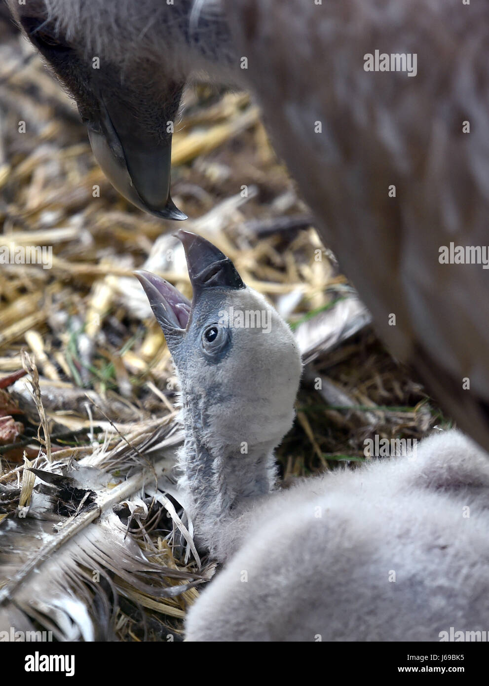 The female griffon vulture guards the chick in the zoo in Duisburg ...